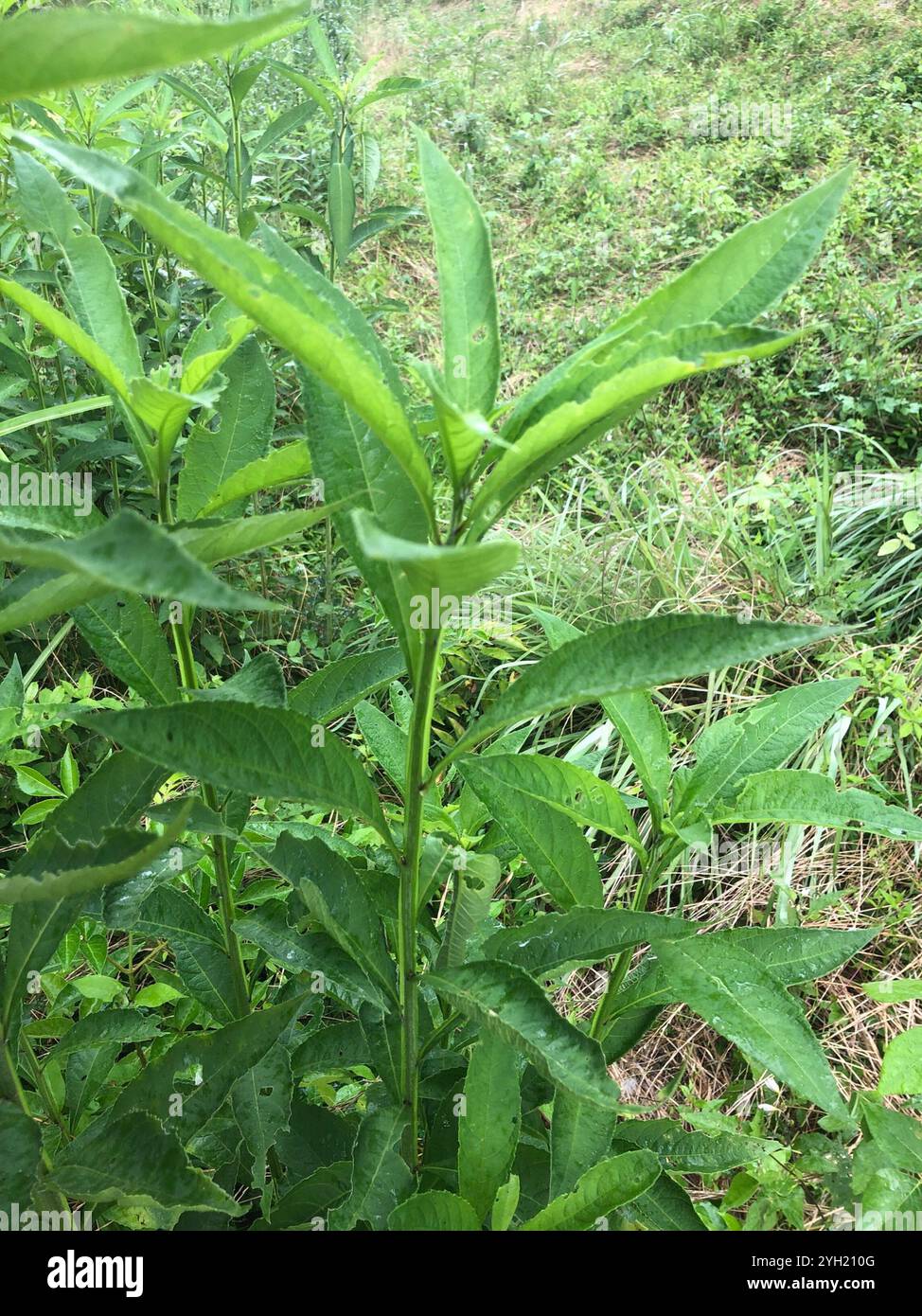 Wingstem (Verbesina alternifolia Stock Photo - Alamy