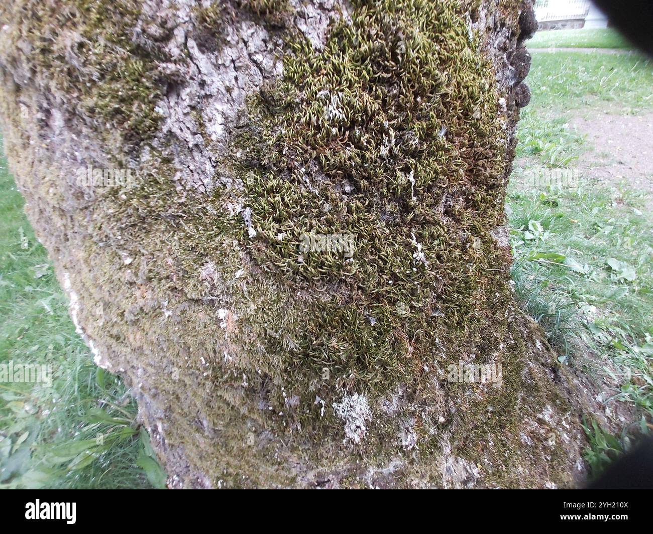 squirrel-tail moss (Leucodon sciuroides Stock Photo - Alamy