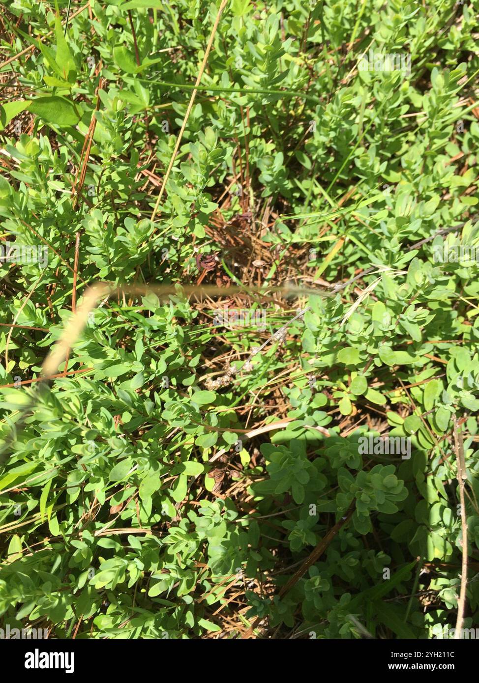 low St. John's wort (Hypericum stragulum Stock Photo - Alamy