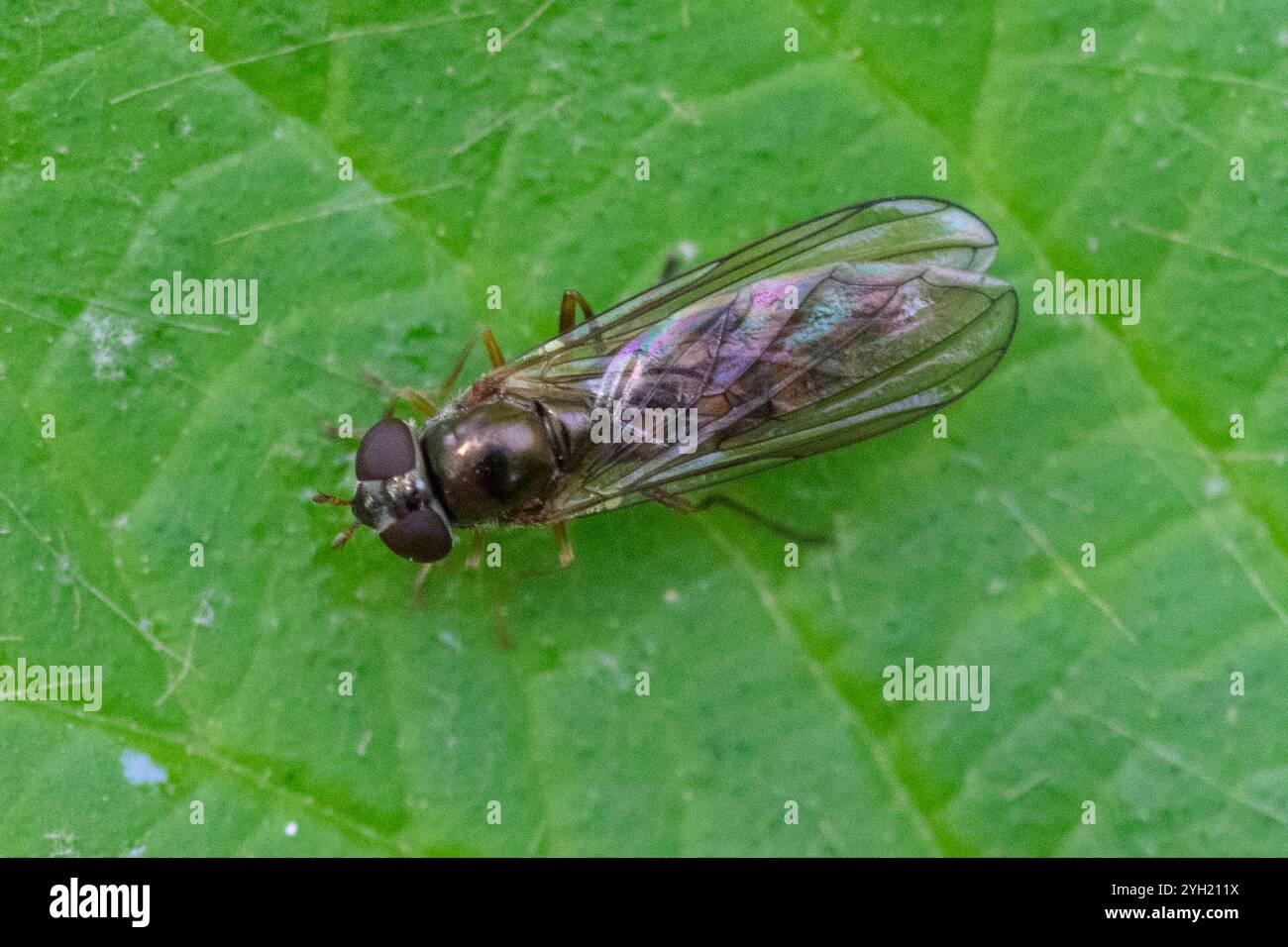 Typical Hover Flies (Syrphinae Stock Photo - Alamy