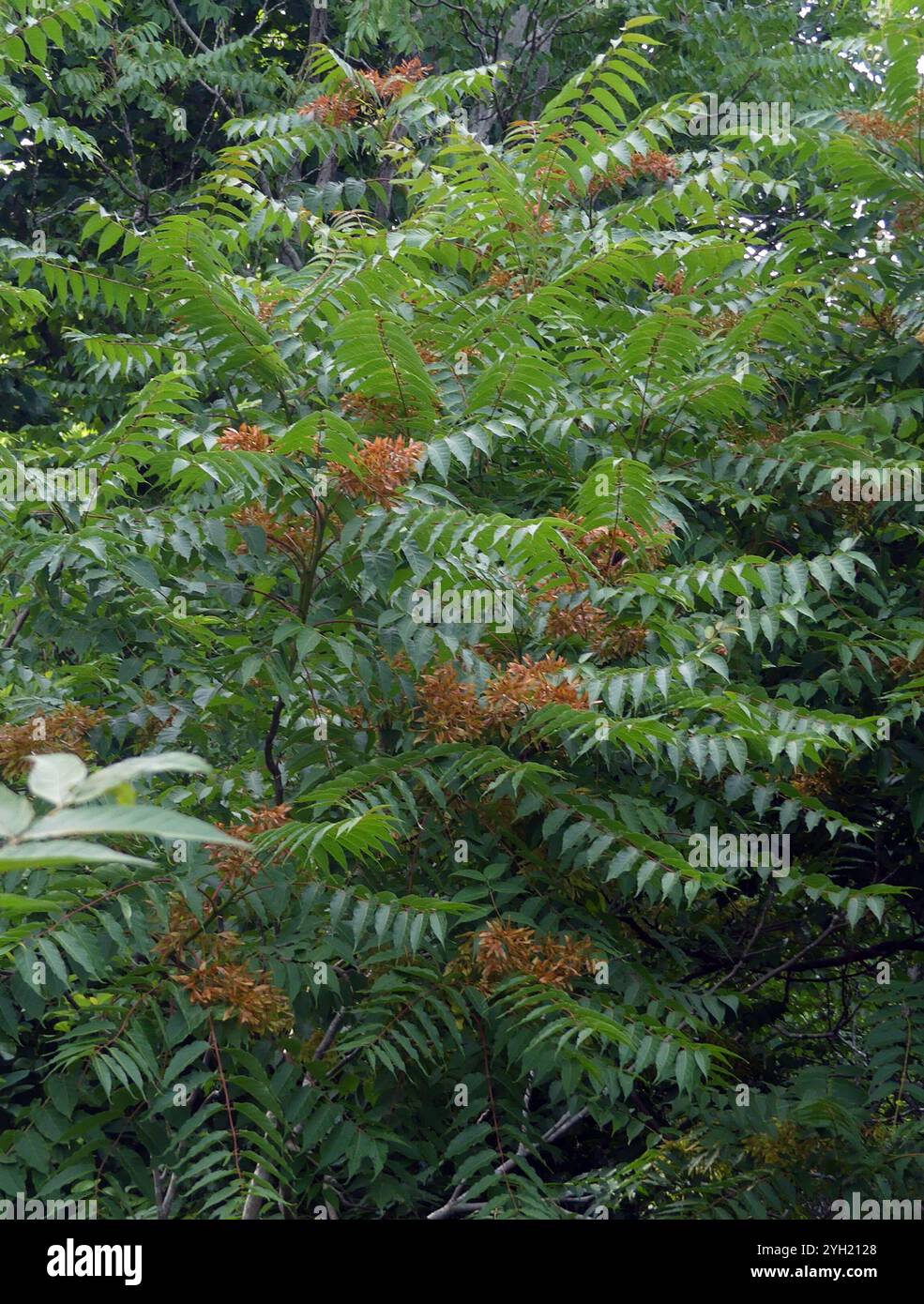 tree-of-heaven (Ailanthus altissima Stock Photo - Alamy