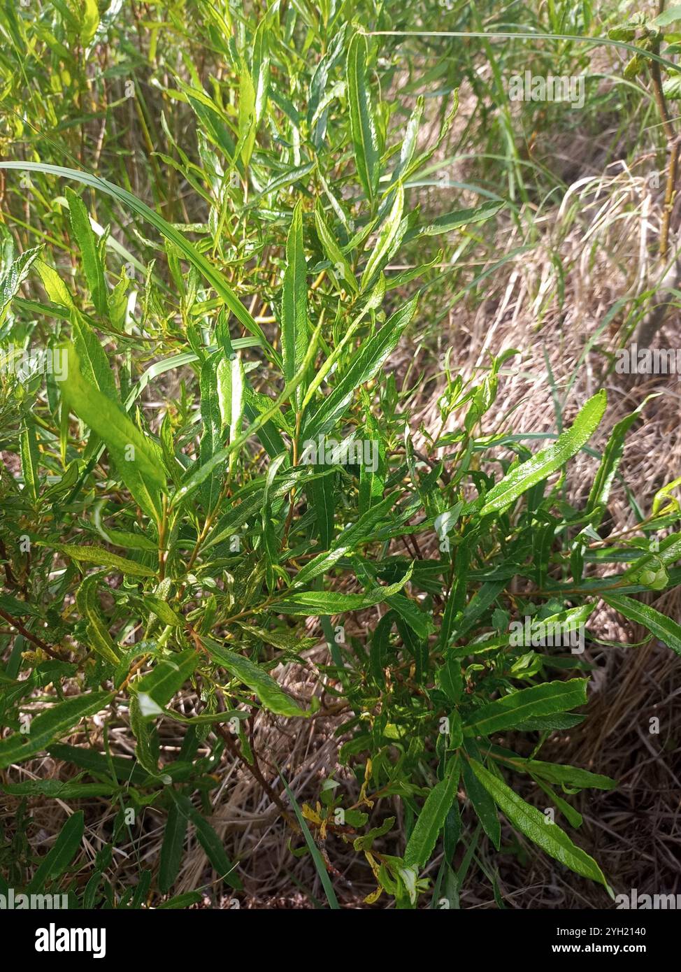 Satiny willow (Salix pellita Stock Photo - Alamy