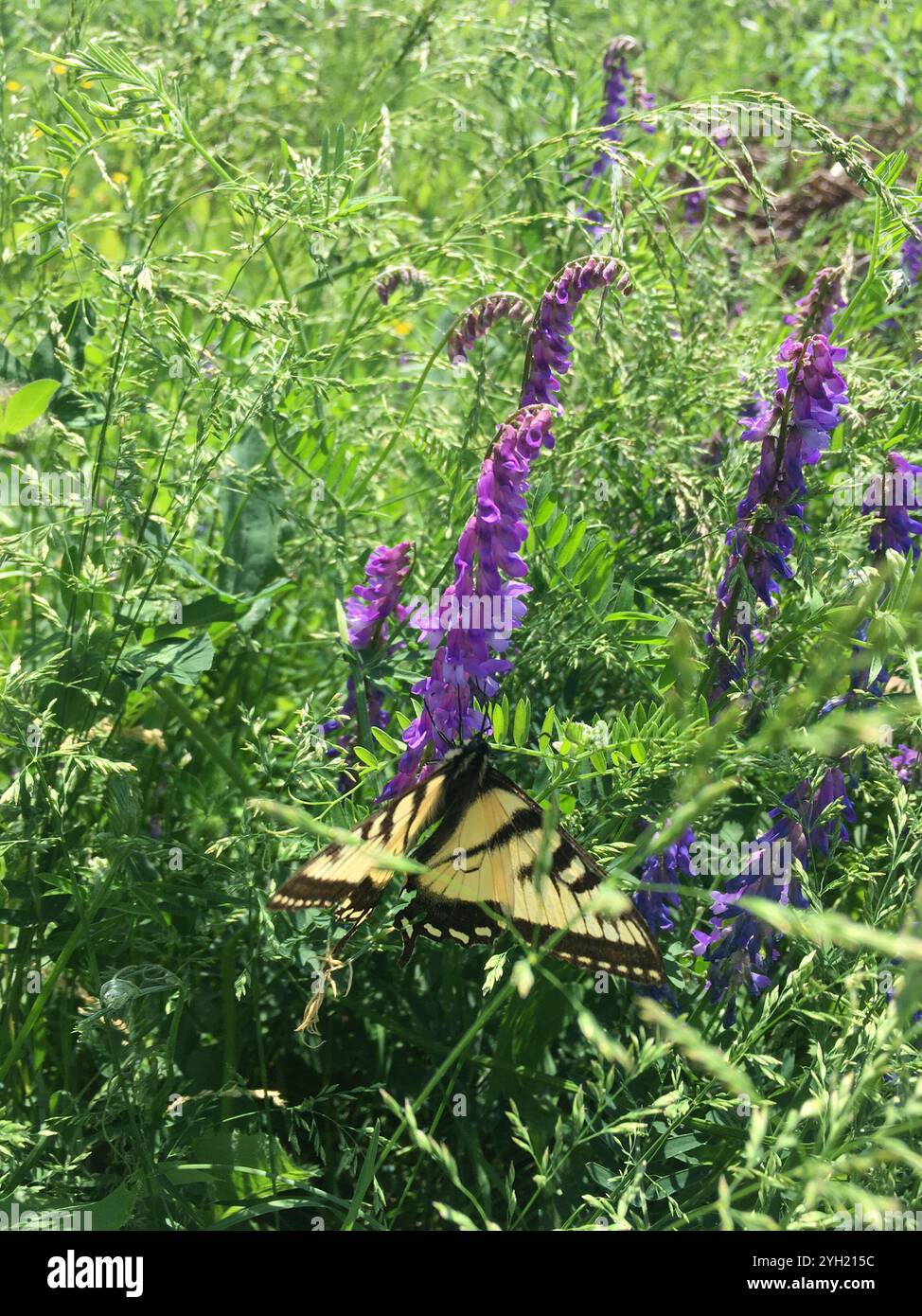 Canadian Tiger Swallowtail (Papilio canadensis Stock Photo - Alamy