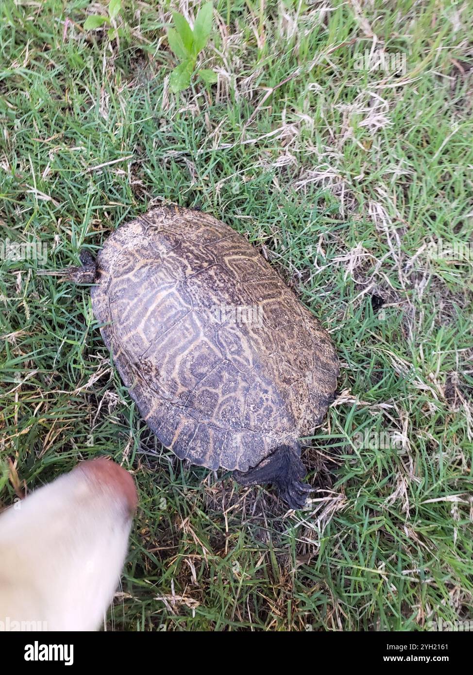 Eastern river cooter pseudemys hi-res stock photography and images - Alamy