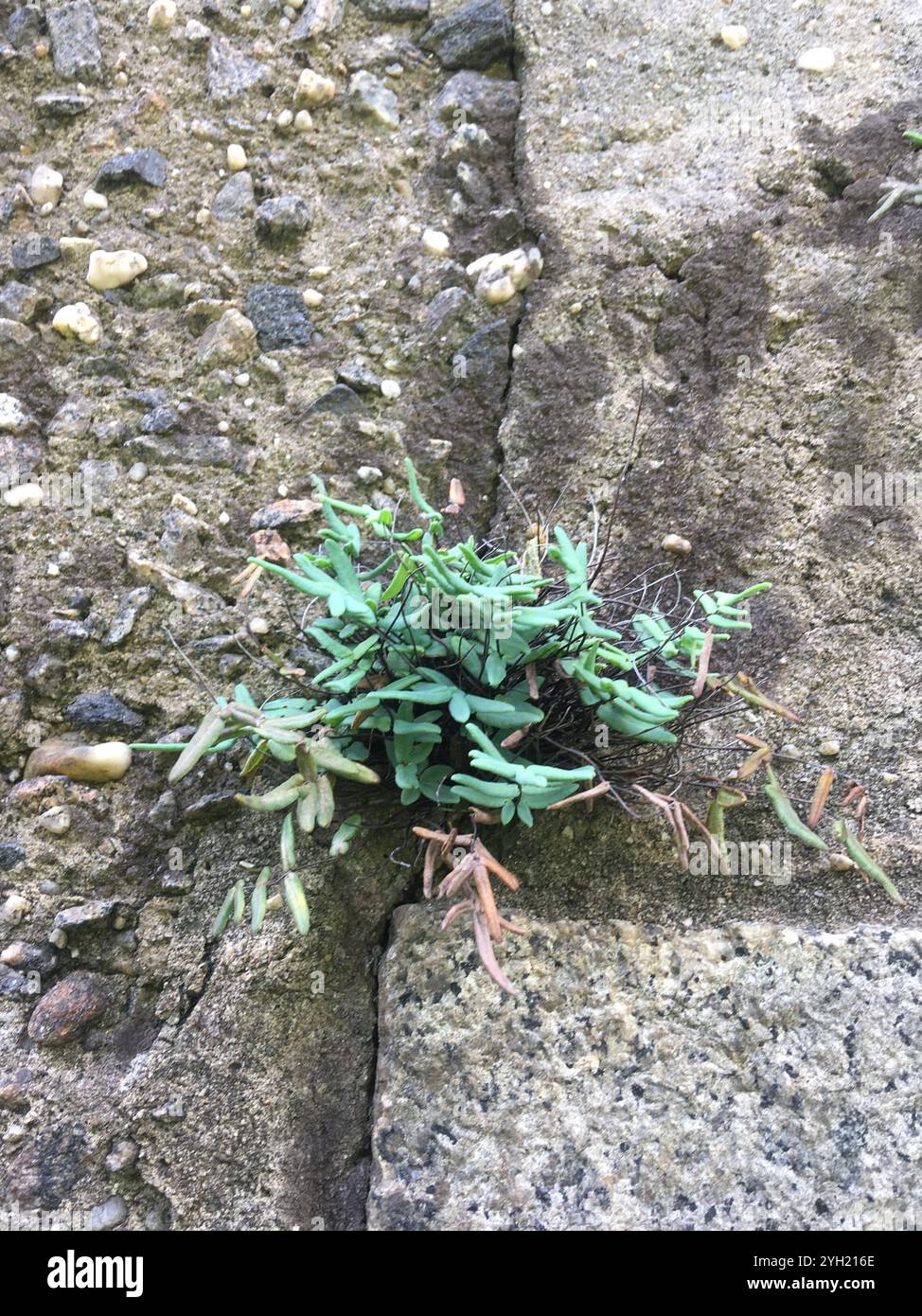 smooth cliffbrake (Pellaea glabella Stock Photo - Alamy