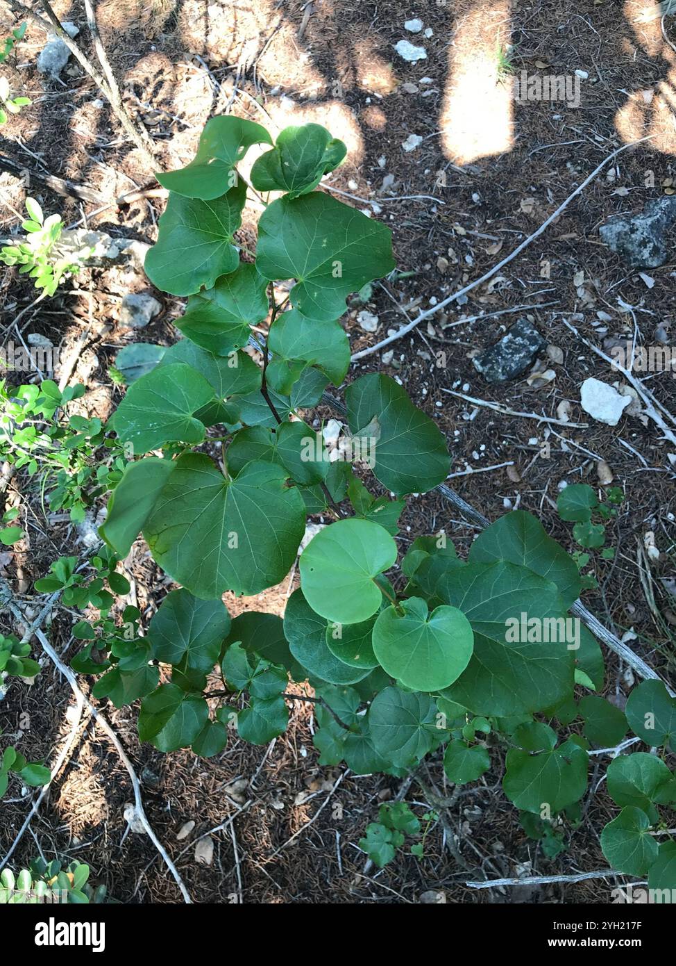 Texas redbud (Cercis canadensis texensis Stock Photo - Alamy