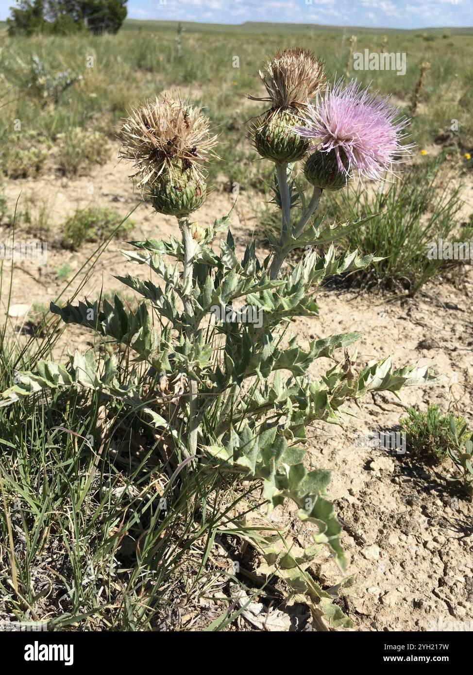 wavyleaf thistle (Cirsium undulatum Stock Photo - Alamy