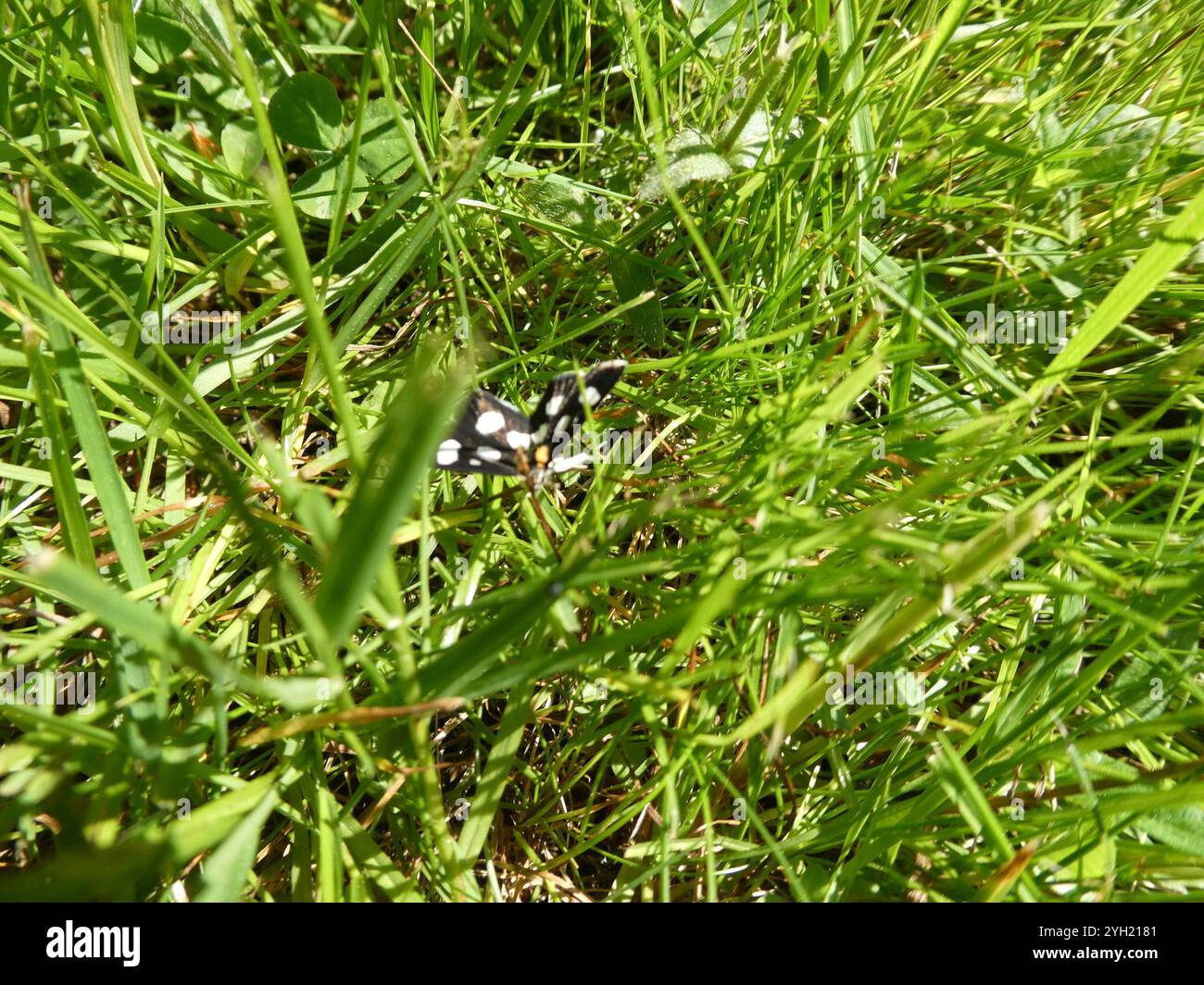 White spotted sable hi-res stock photography and images - Alamy