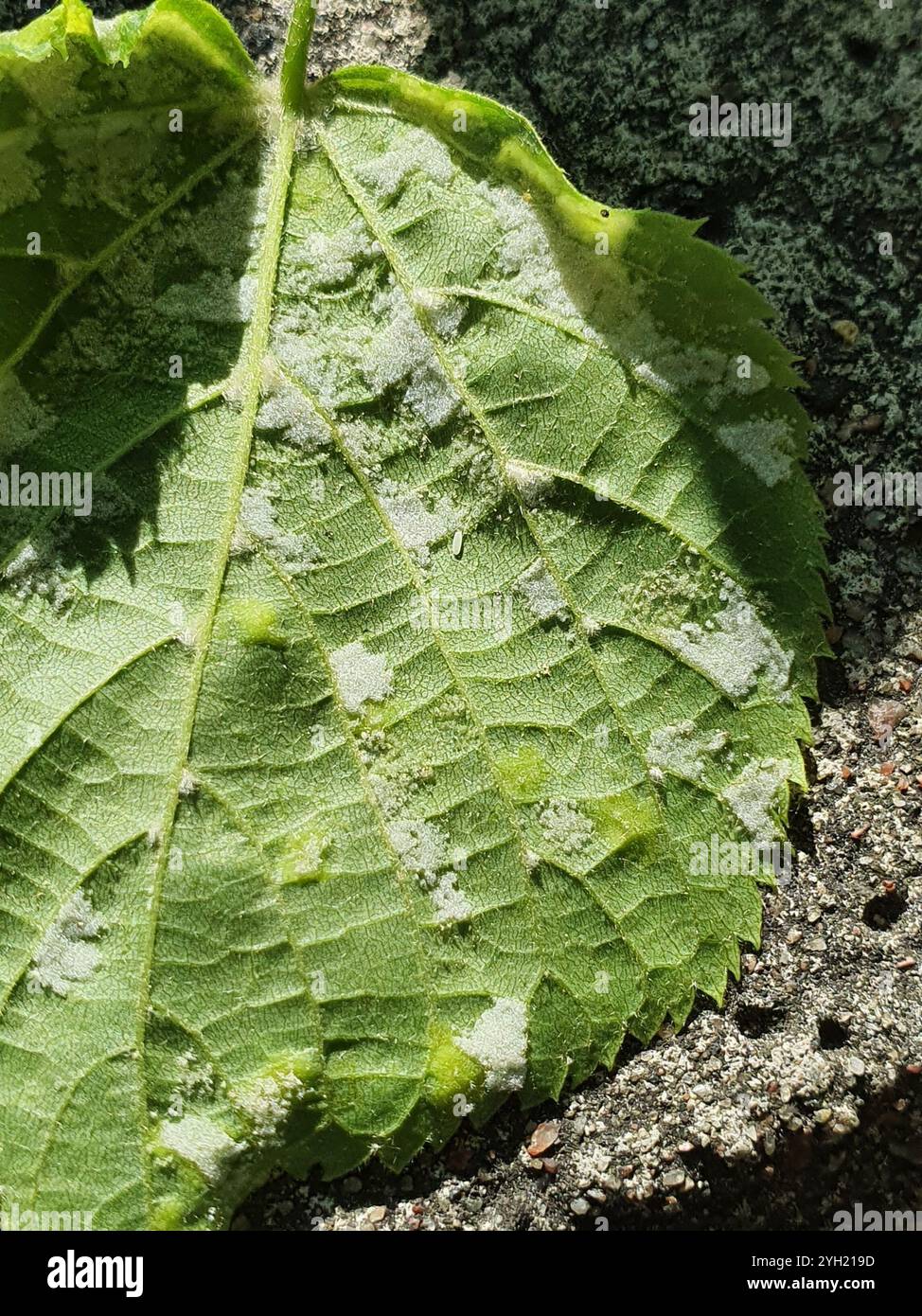 Lime Felt Gall Mite (Eriophyes leiosoma Stock Photo - Alamy