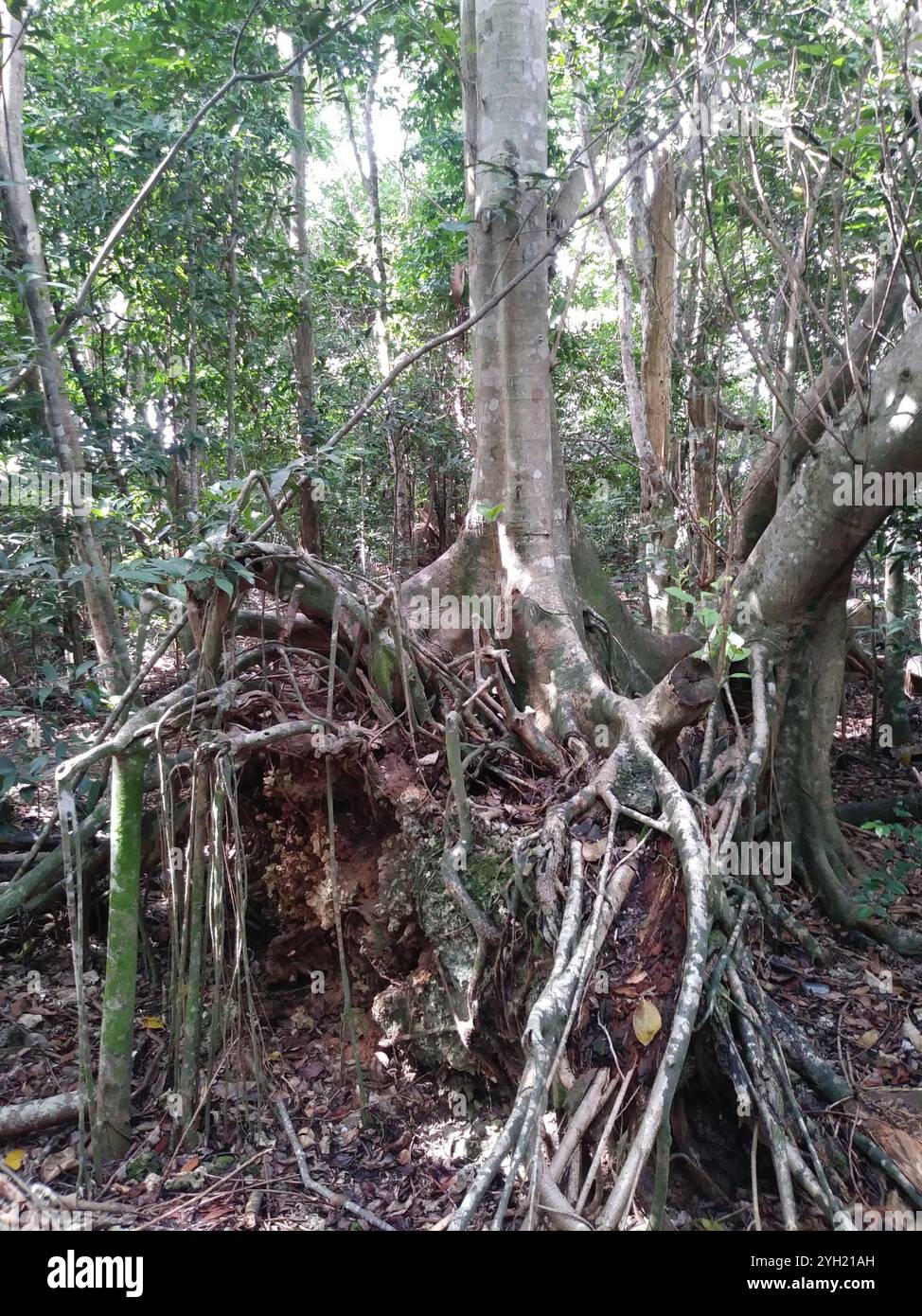 Florida Strangler Fig (Ficus aurea Stock Photo - Alamy
