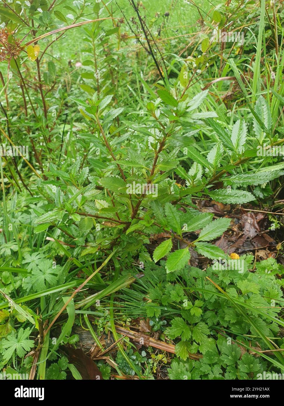 Haloragis erecta hi-res stock photography and images - Alamy