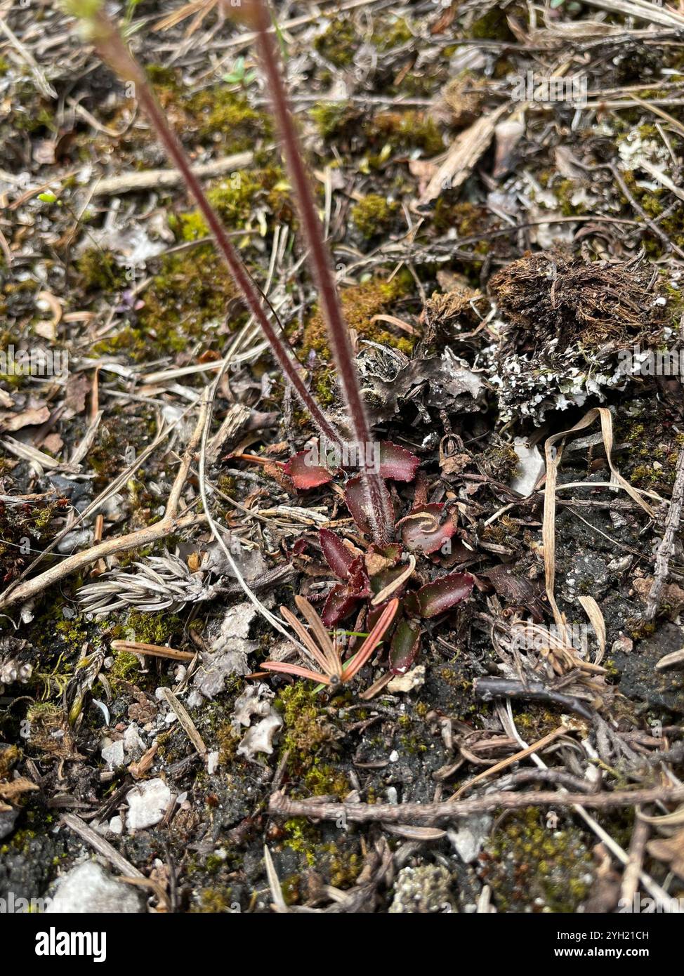 Micranthes virginiensis hi-res stock photography and images - Alamy