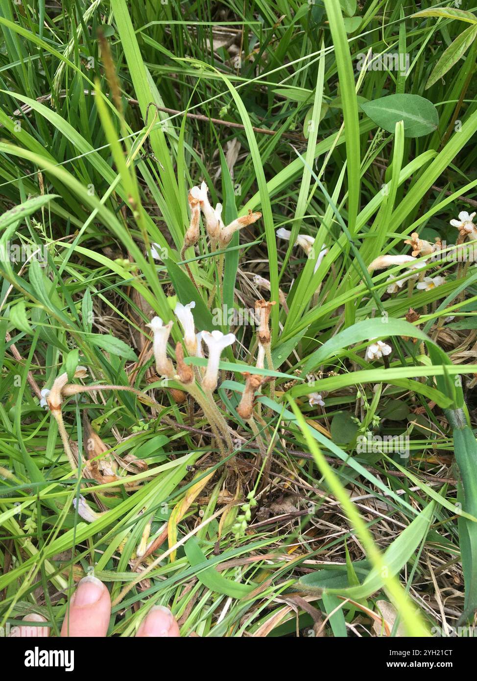 one-flowered cancer-root (Aphyllon uniflorum Stock Photo - Alamy