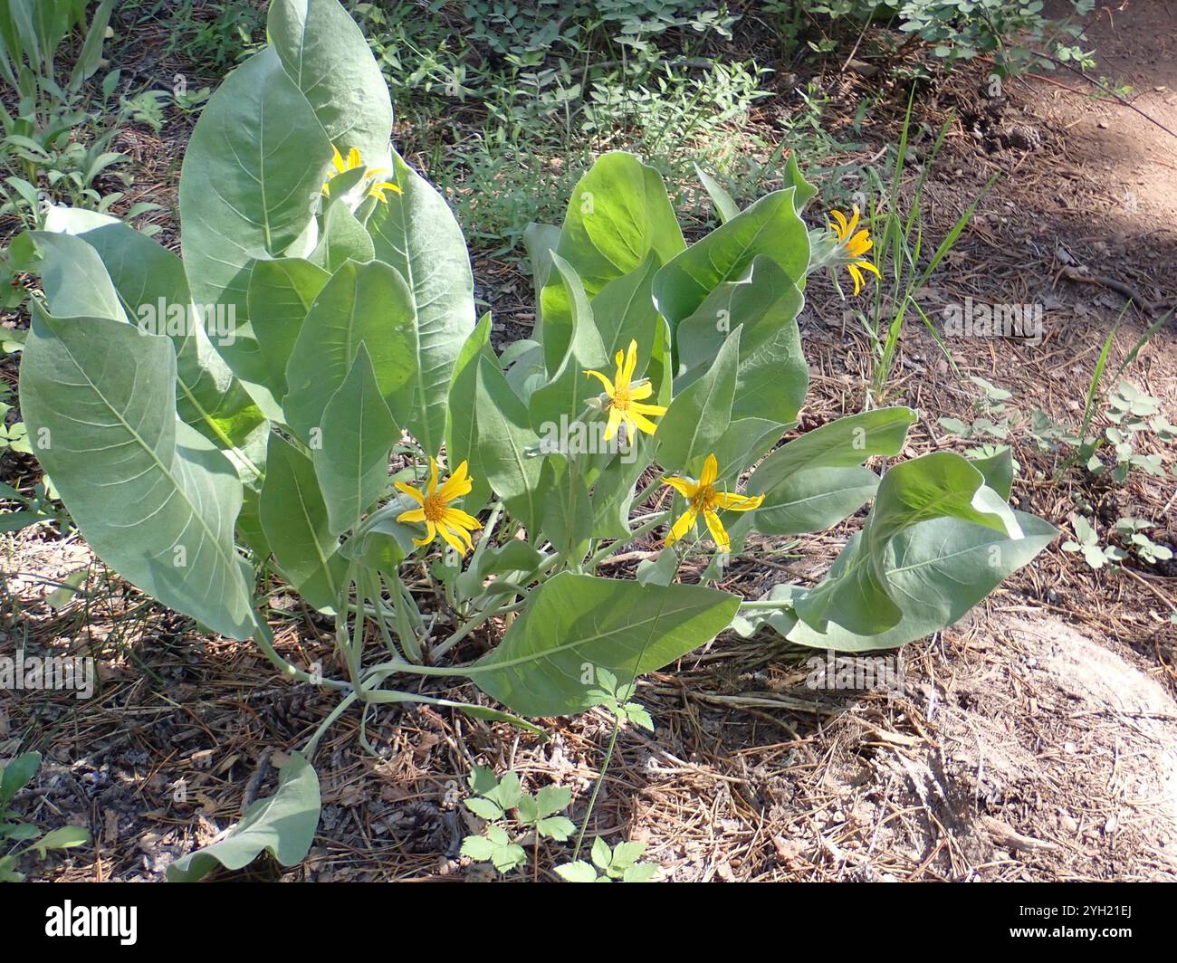 Wyethia mollis hi-res stock photography and images - Alamy