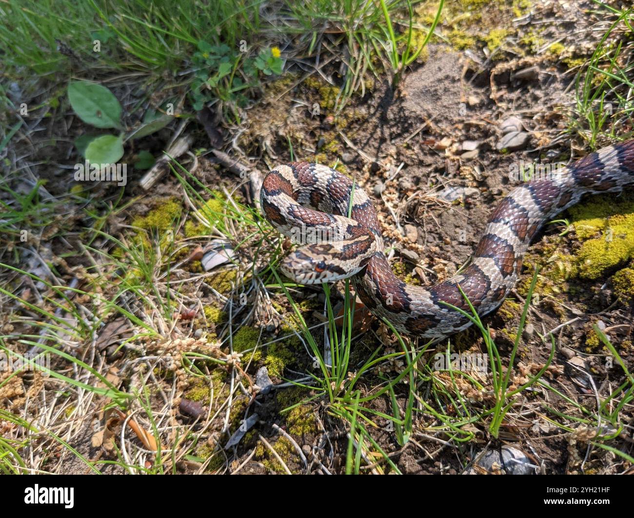 Eastern Milksnake (Lampropeltis triangulum Stock Photo - Alamy
