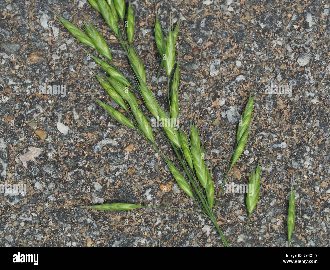 Japanese brome hi-res stock photography and images - Alamy