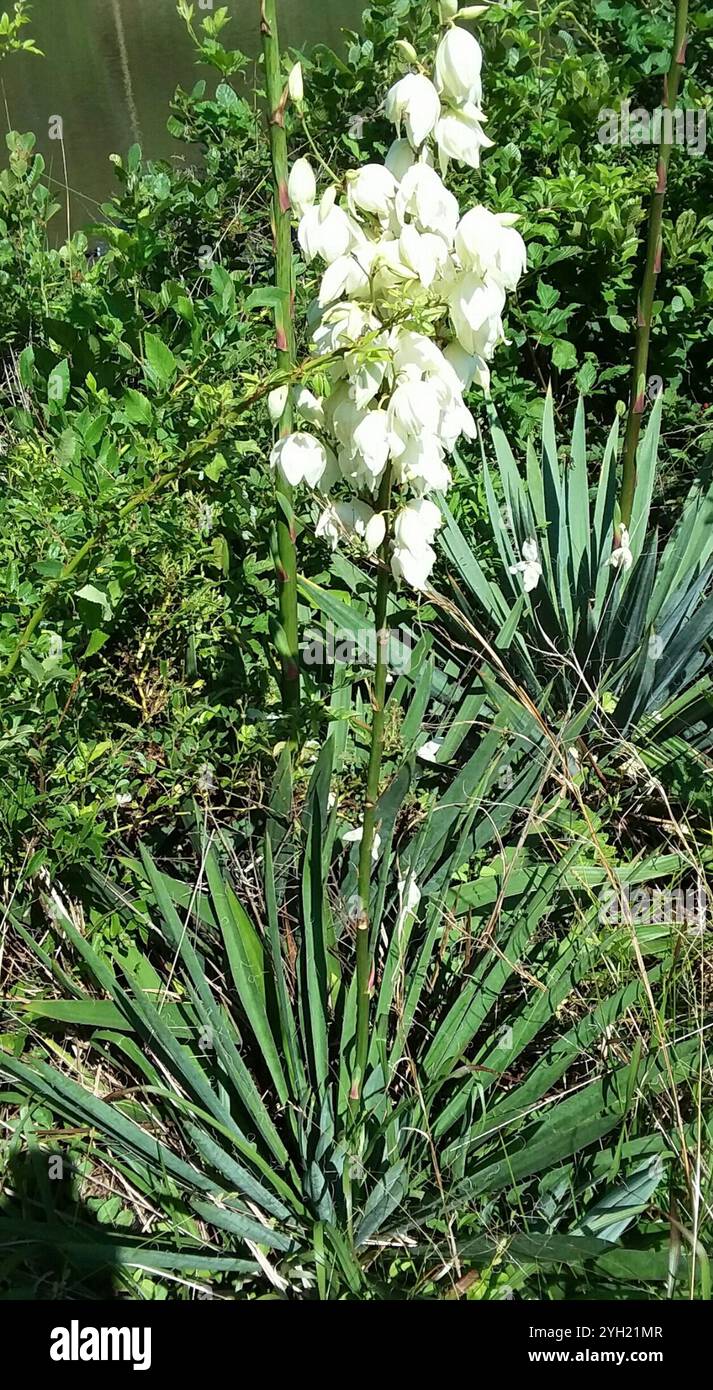 common yucca (Yucca filamentosa Stock Photo - Alamy