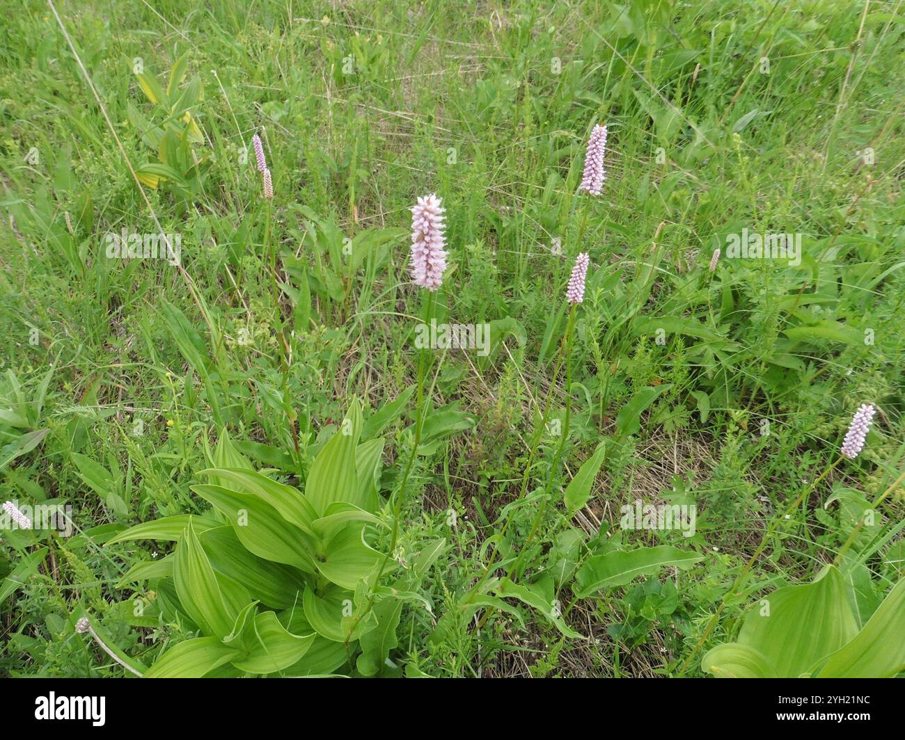 common bistort (Bistorta officinalis Stock Photo - Alamy