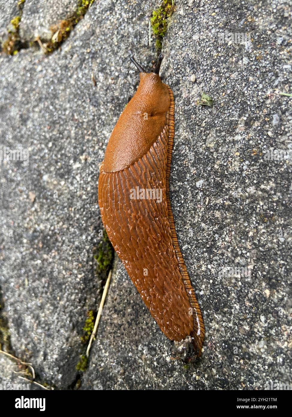 Spanish Slug (Arion vulgaris Stock Photo - Alamy