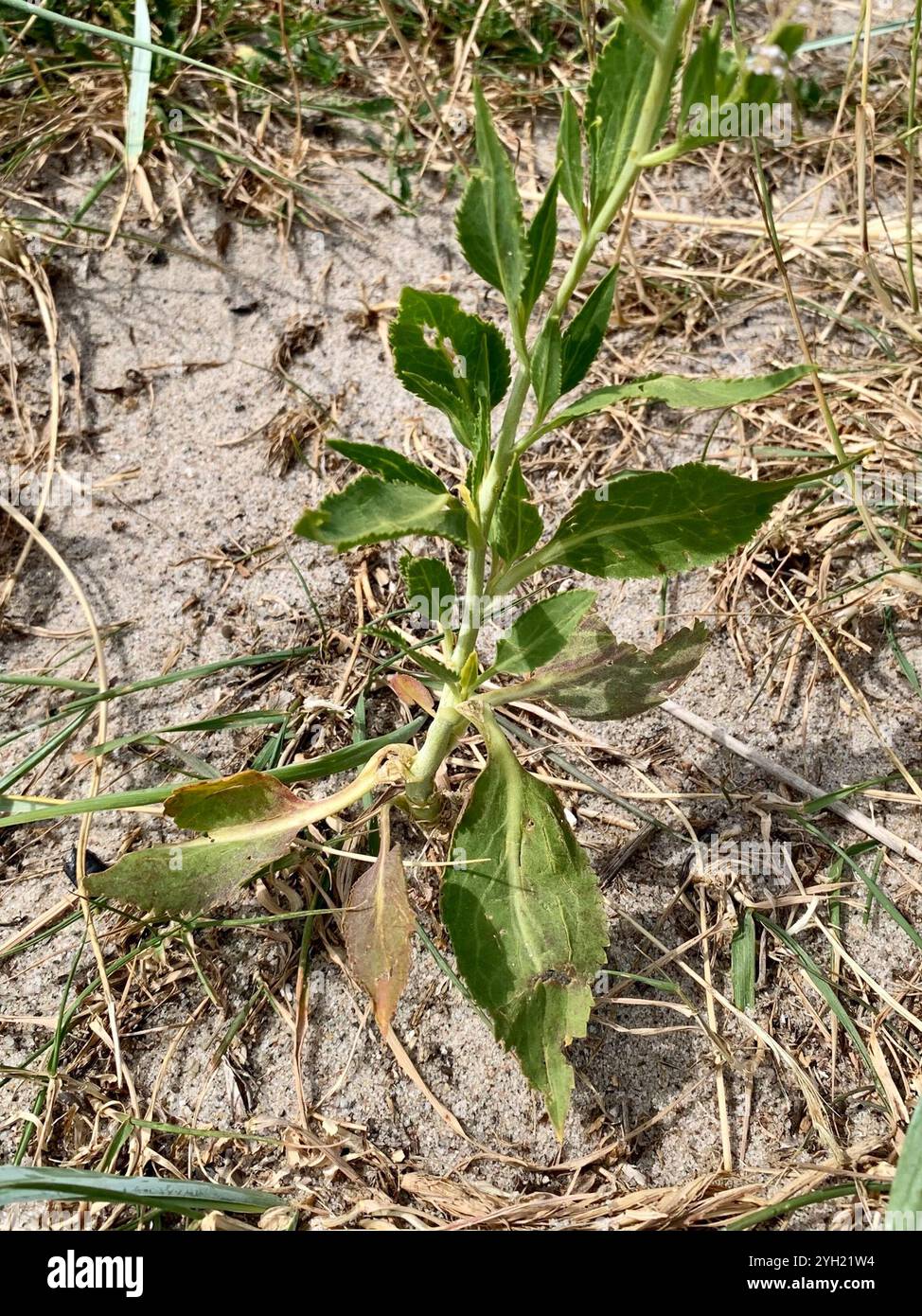 broadleaved pepperweed (Lepidium latifolium Stock Photo - Alamy