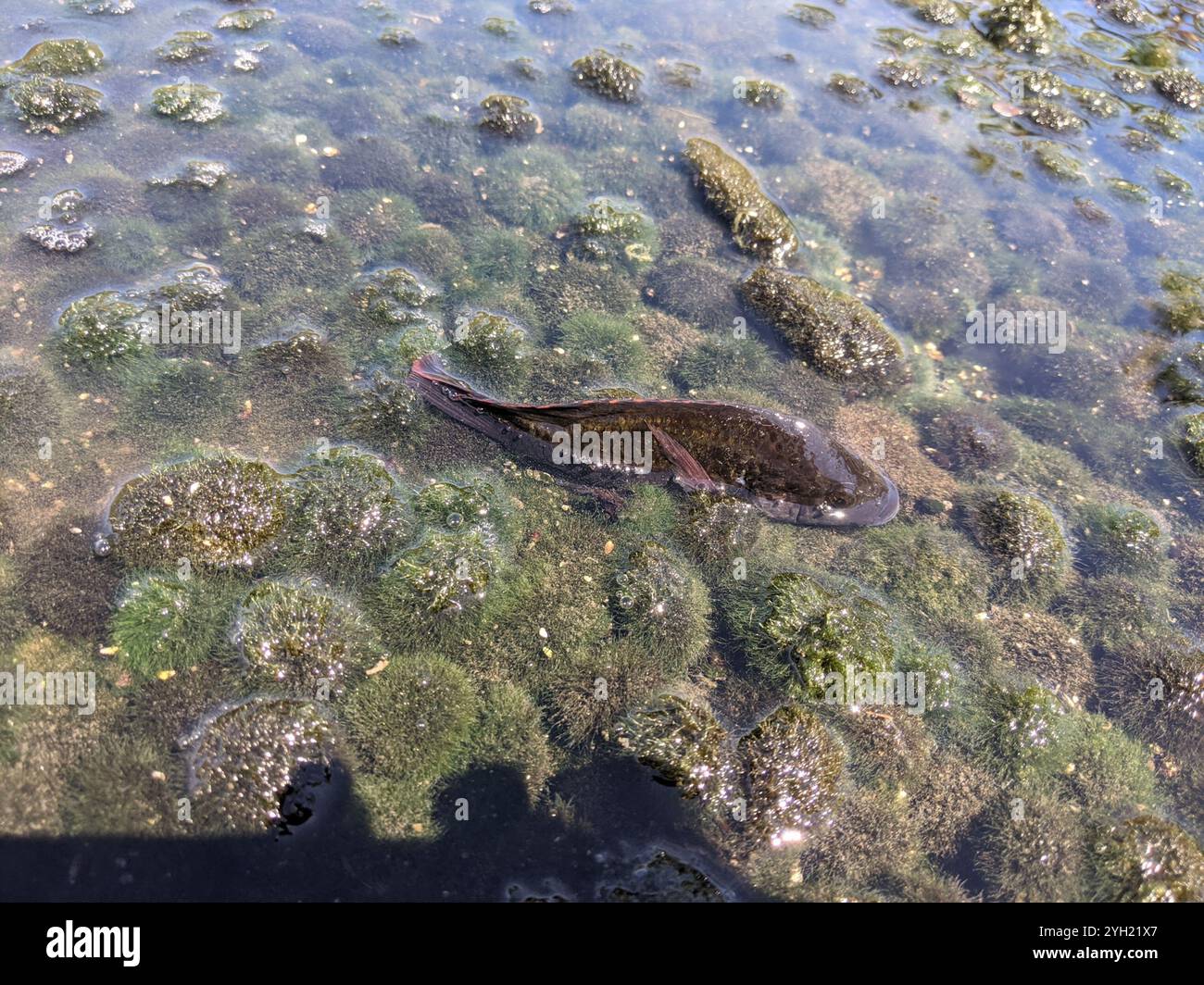 Mozambique Tilapia (Oreochromis mossambicus Stock Photo - Alamy