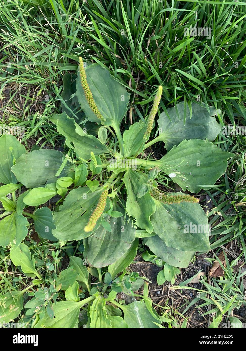 greater plantain (Plantago major Stock Photo - Alamy