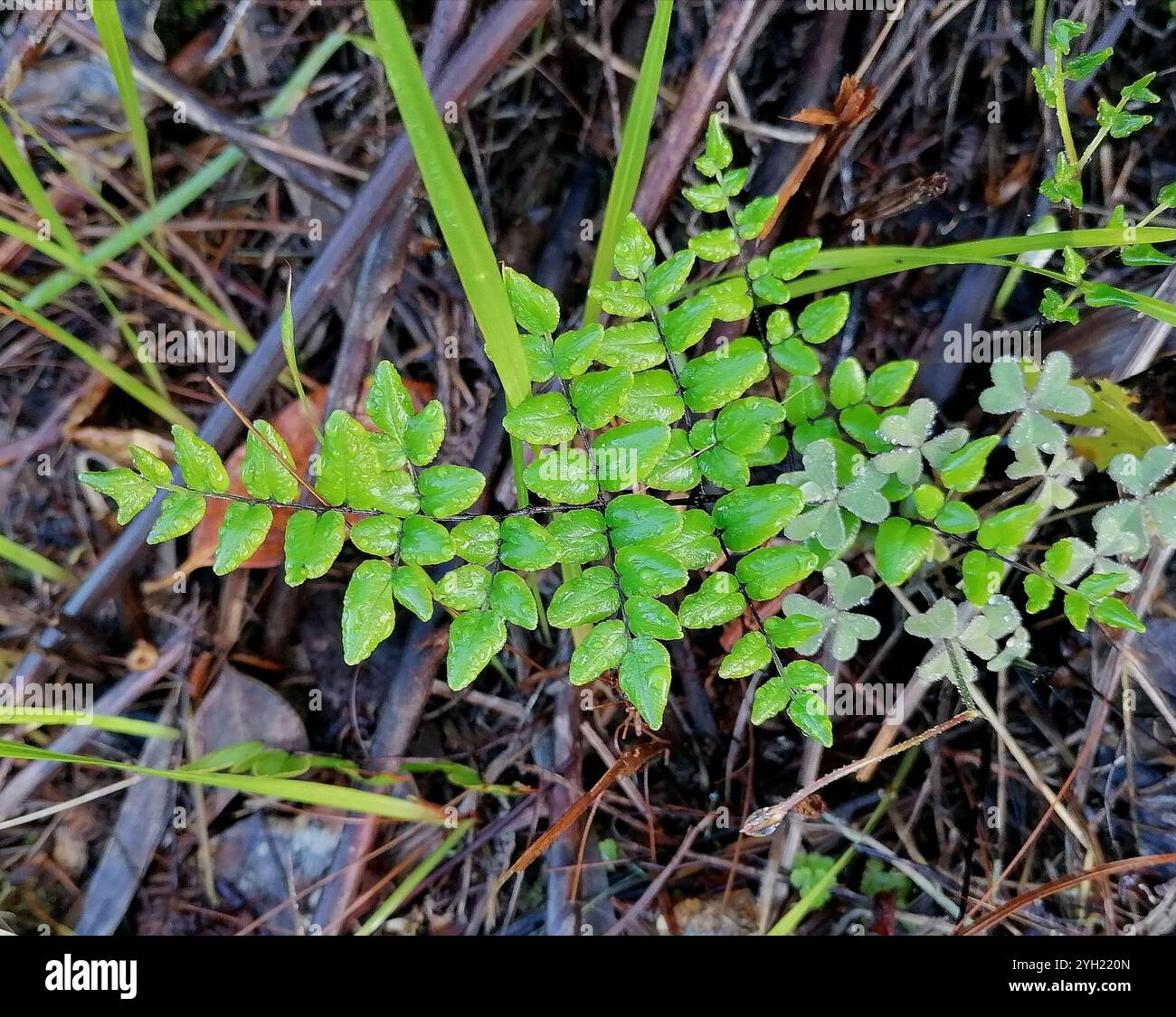 Pellaea pteroides hi-res stock photography and images - Alamy