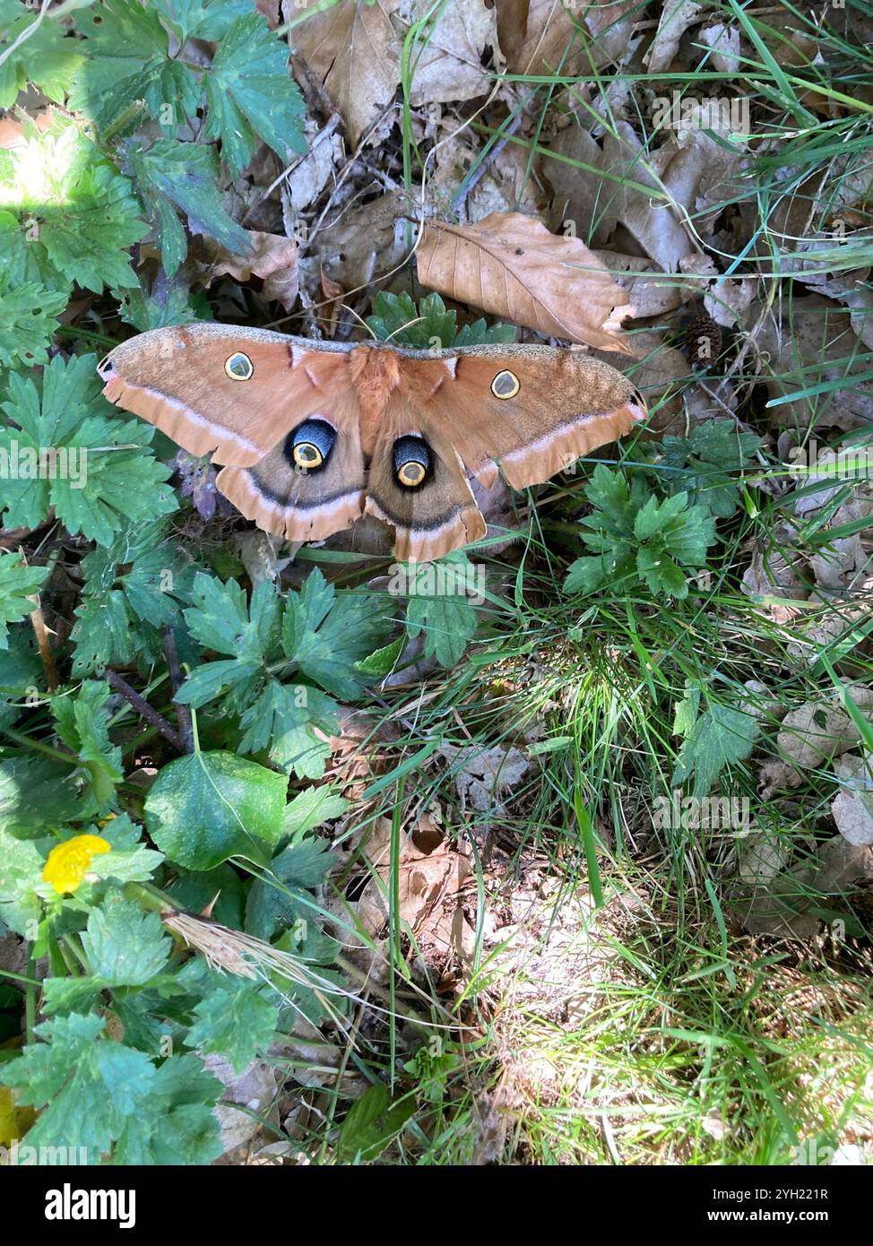 Polyphemus Moth (Antheraea polyphemus Stock Photo - Alamy