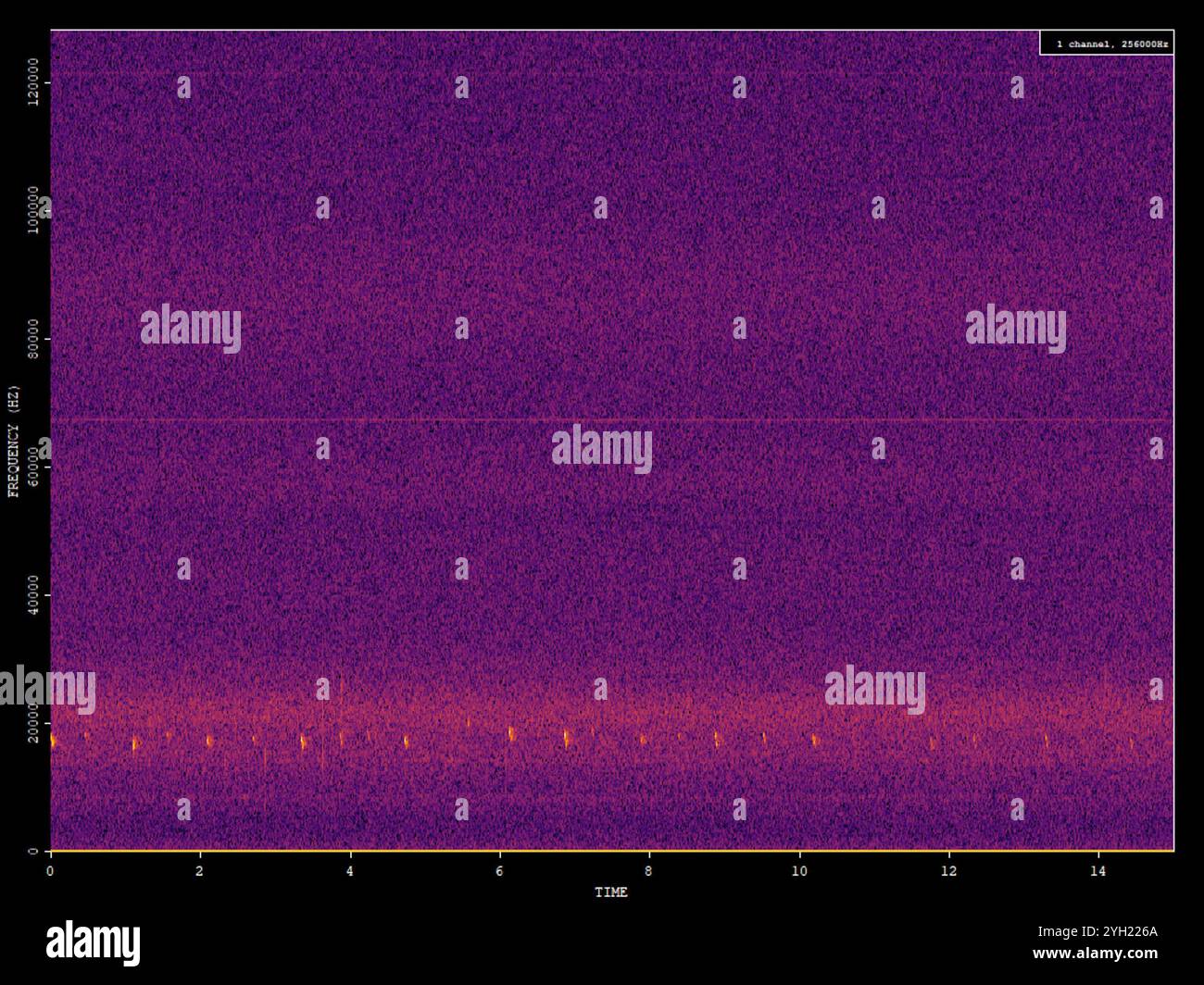 Common Noctule (Nyctalus noctula Stock Photo - Alamy