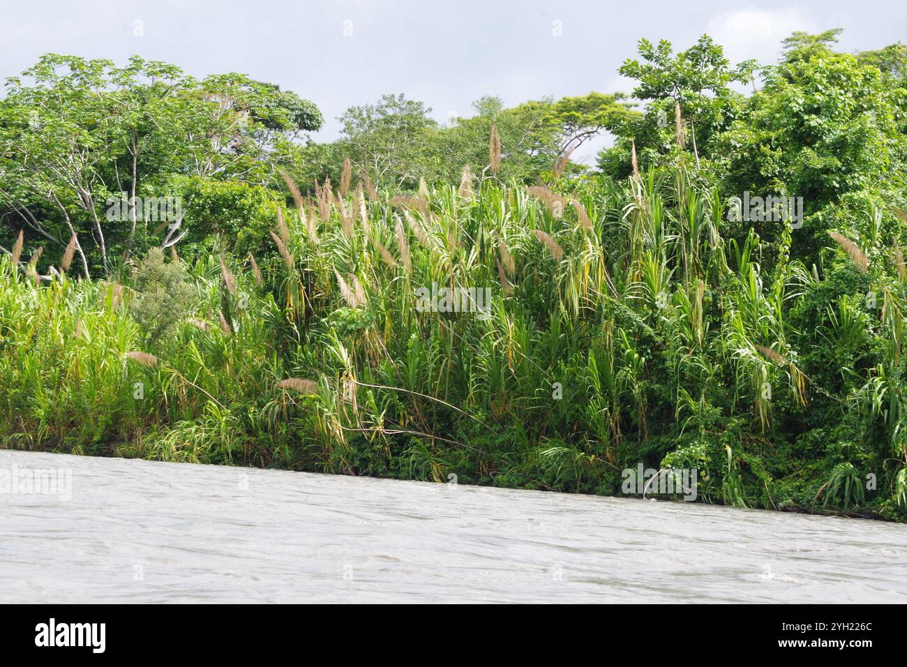 Gynerium sagittatum hi-res stock photography and images - Alamy