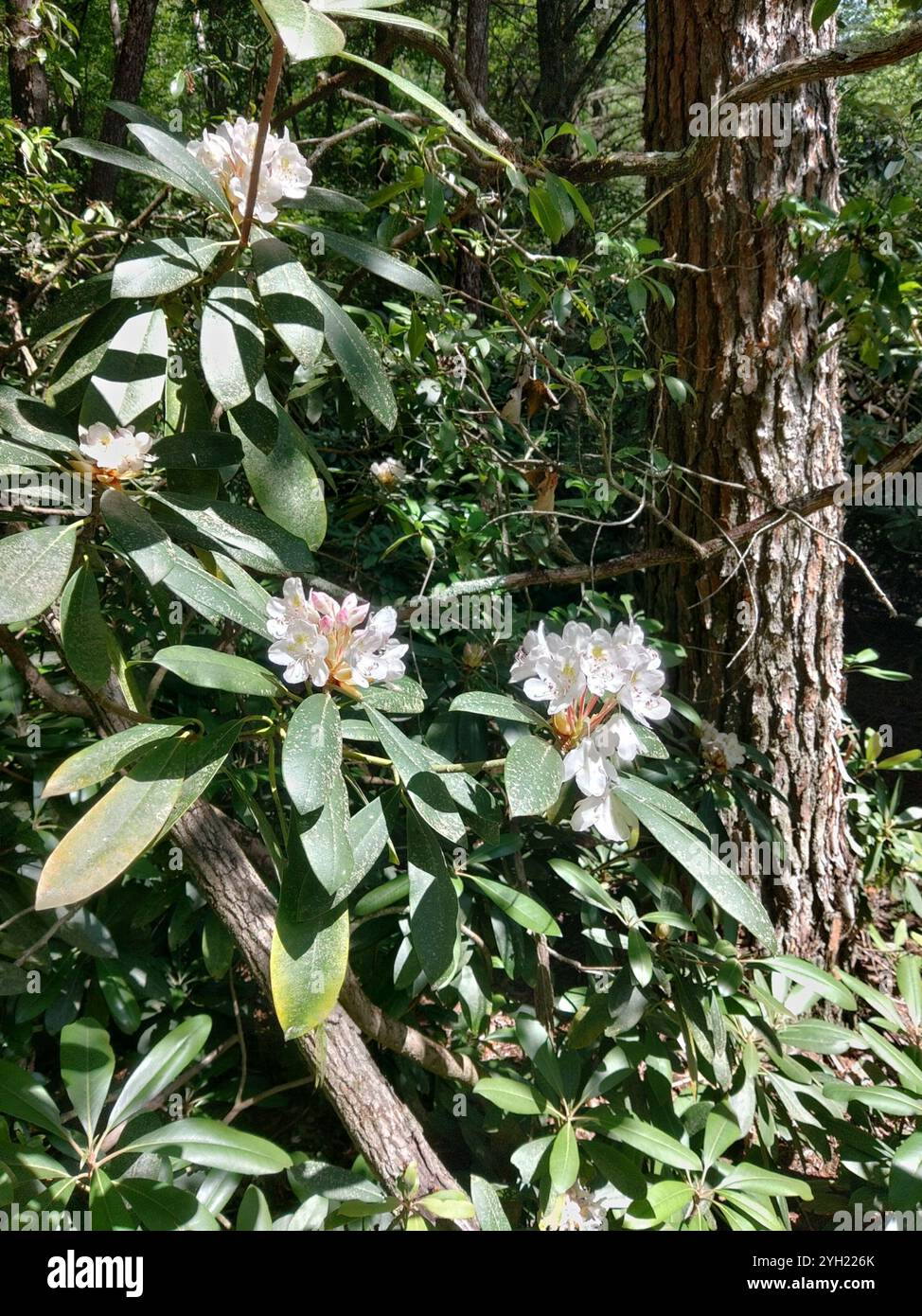 great rhododendron (Rhododendron maximum Stock Photo - Alamy