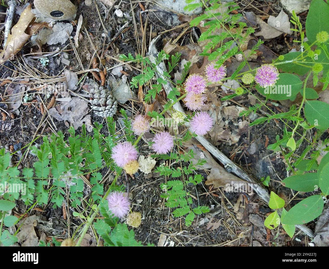 Sensitive briar hi-res stock photography and images - Alamy
