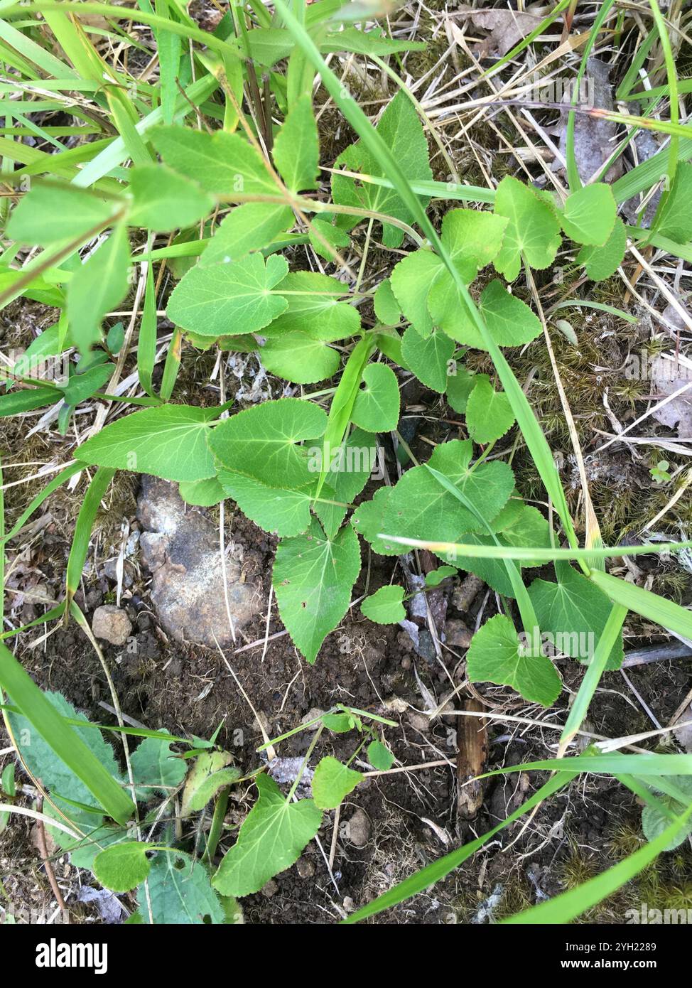 purple meadow-parsnip (Thaspium trifoliatum trifoliatum Stock Photo - Alamy