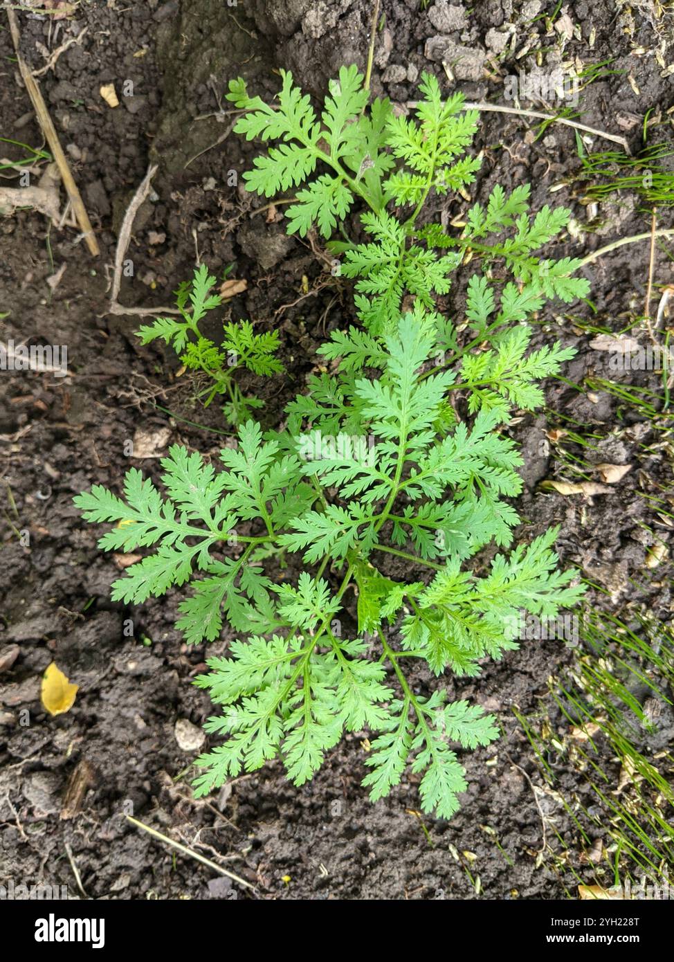sweet annie (Artemisia annua Stock Photo - Alamy