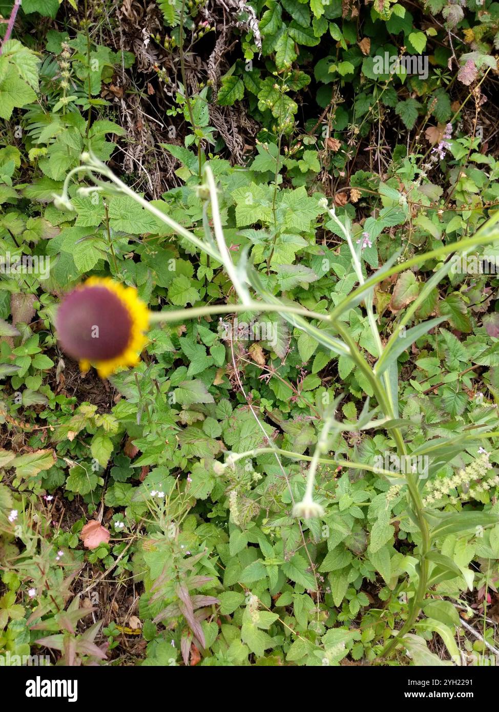 Rosilla hi-res stock photography and images - Alamy