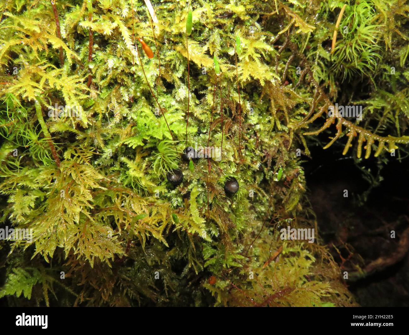 Plectania hi-res stock photography and images - Alamy