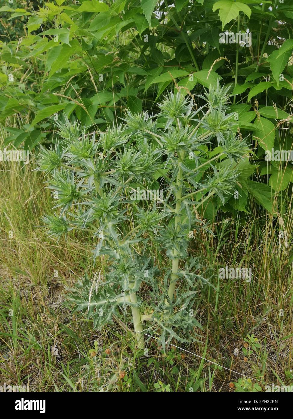 Field Eryngo (Eryngium campestre Stock Photo - Alamy
