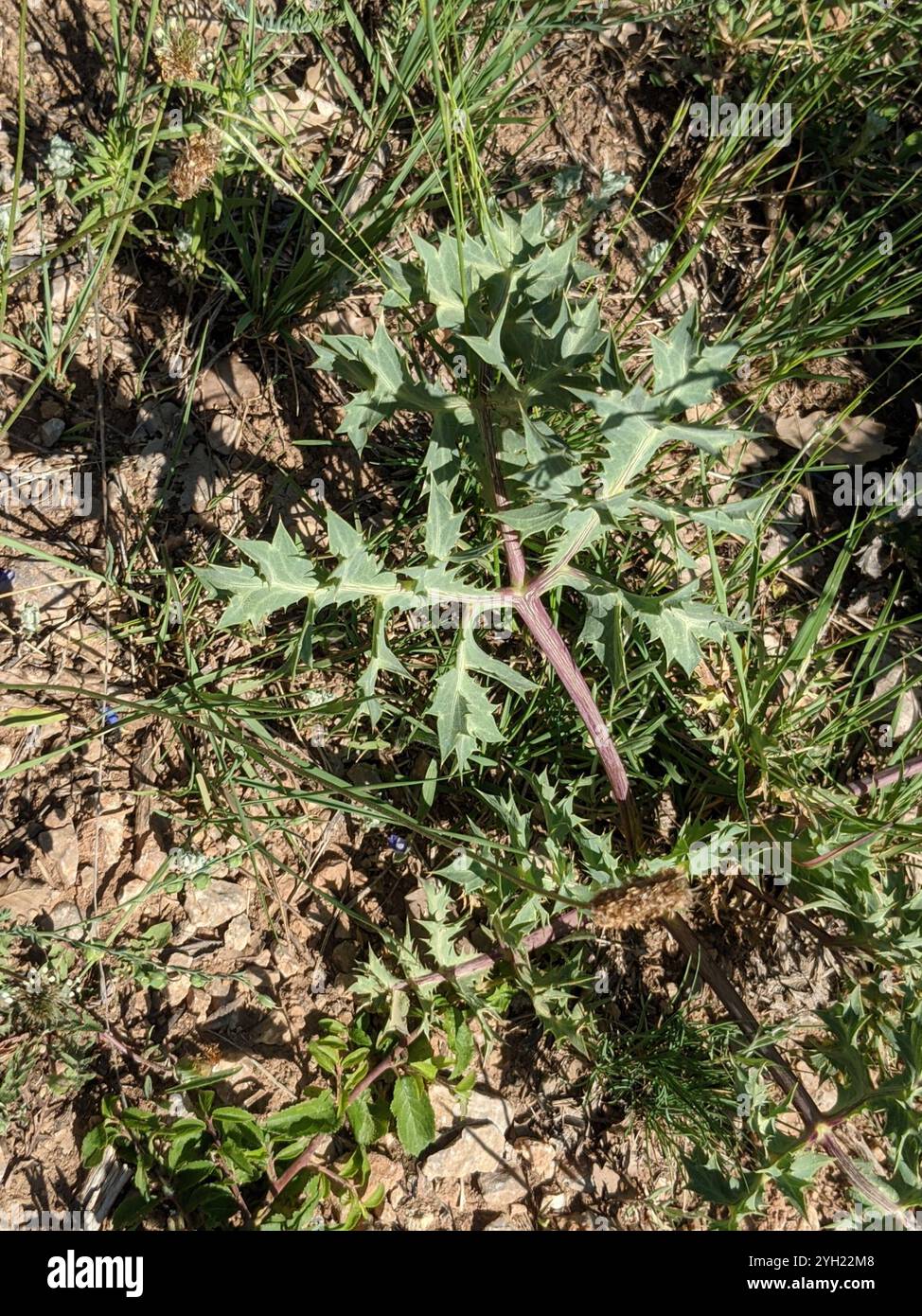 Field Eryngo (Eryngium campestre Stock Photo - Alamy