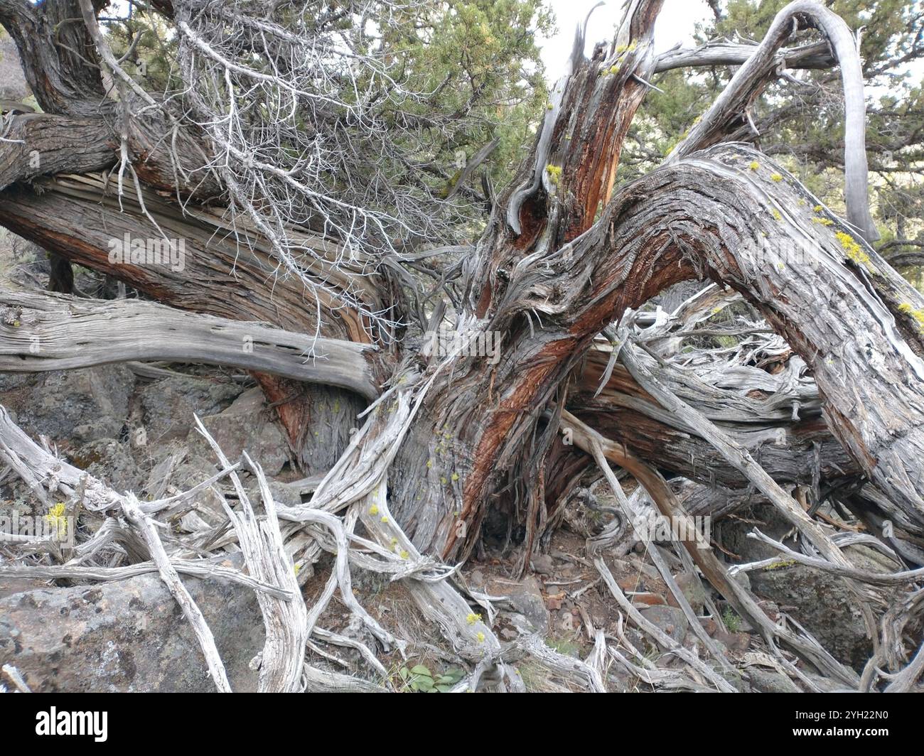 western juniper (Juniperus occidentalis Stock Photo - Alamy