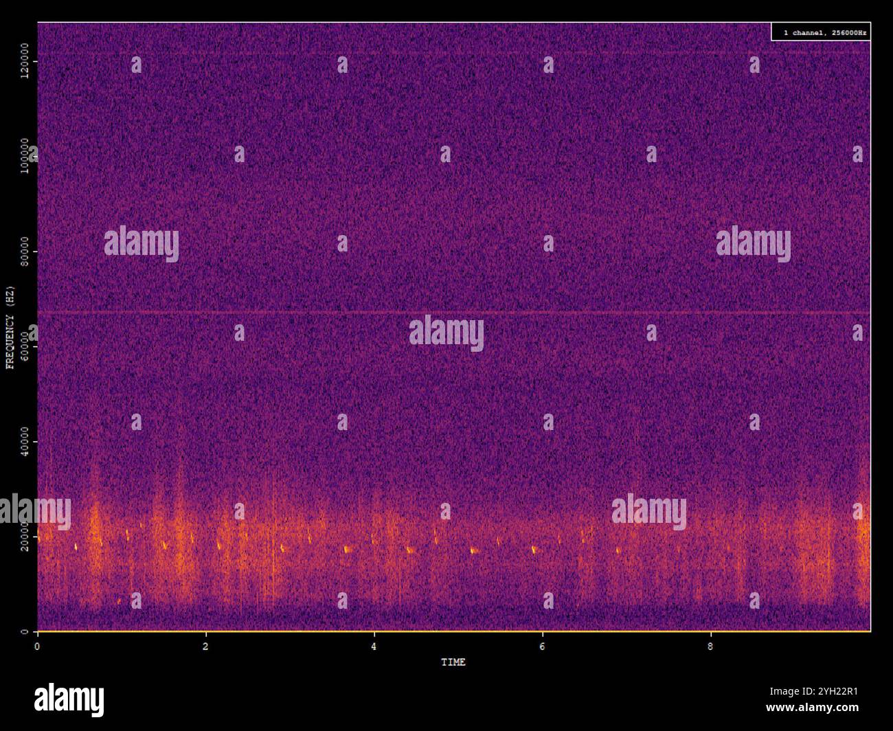 Common Noctule (Nyctalus noctula Stock Photo - Alamy