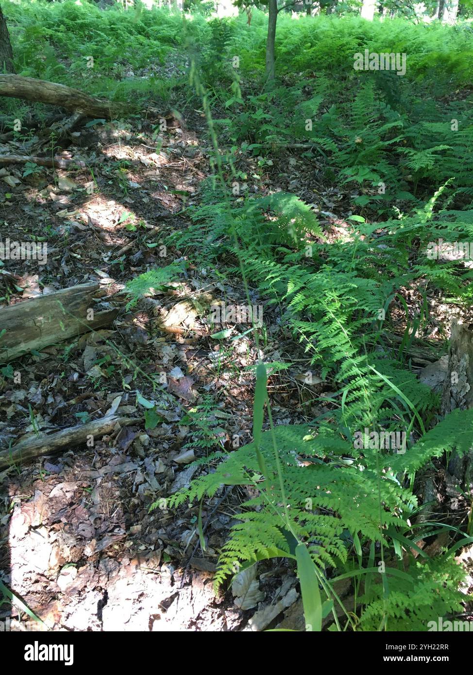 Wood Millet (Milium effusum Stock Photo - Alamy