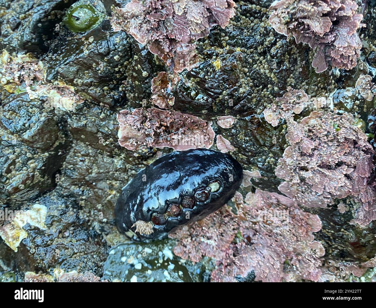 Black Leather Chiton (Katharina tunicata Stock Photo - Alamy