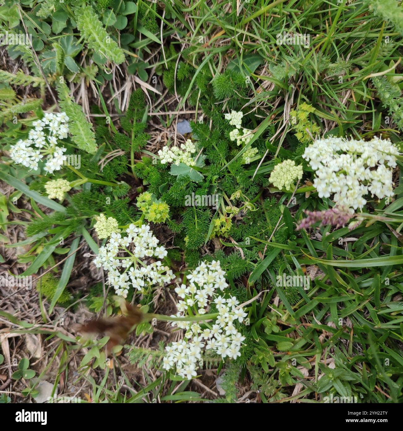 Spignel hi-res stock photography and images - Alamy