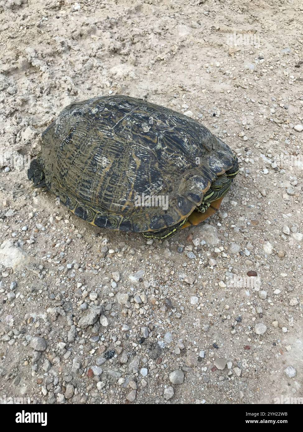 Red-eared Slider (Trachemys scripta elegans Stock Photo - Alamy