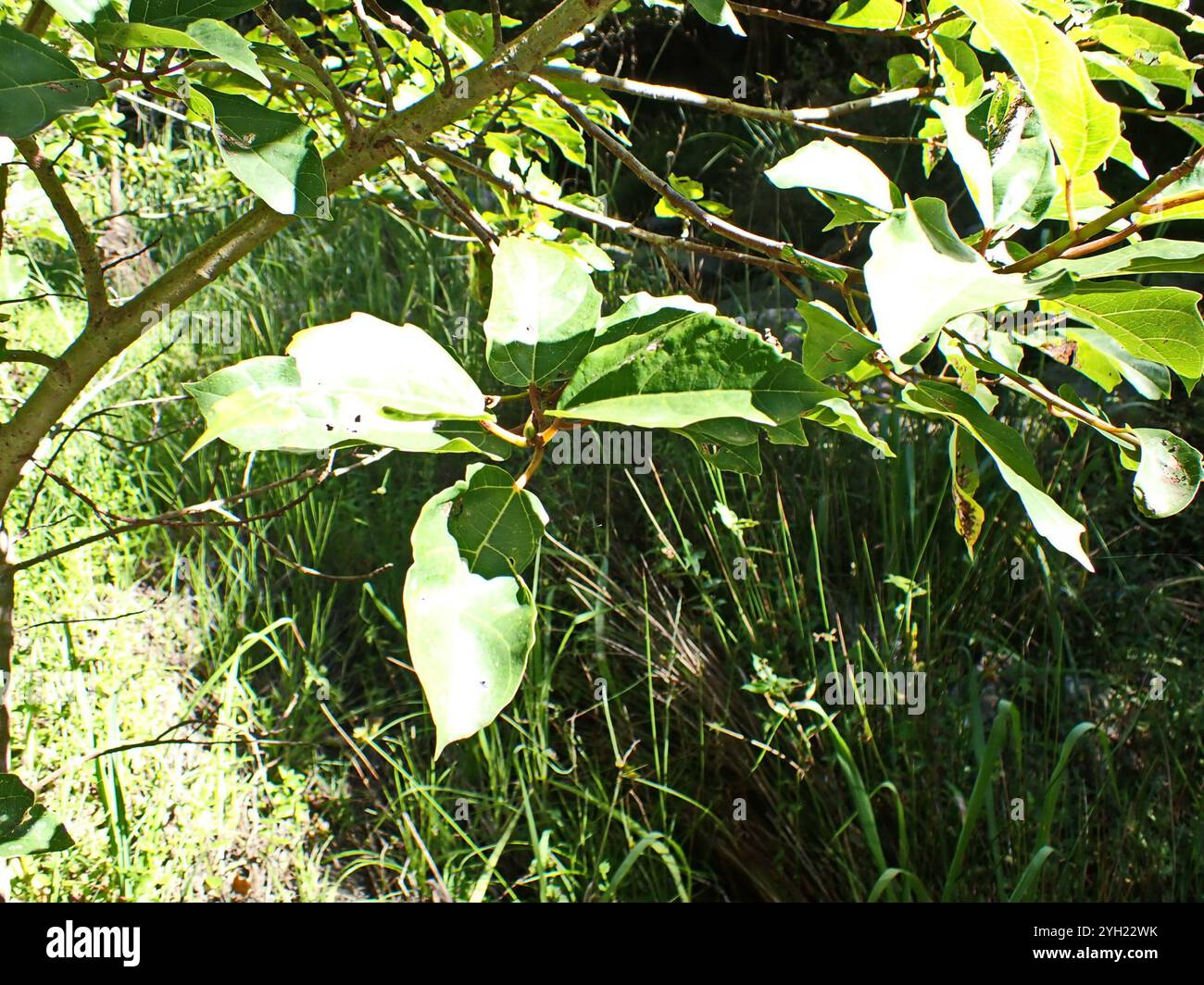 Cape Fig (Ficus sur Stock Photo - Alamy