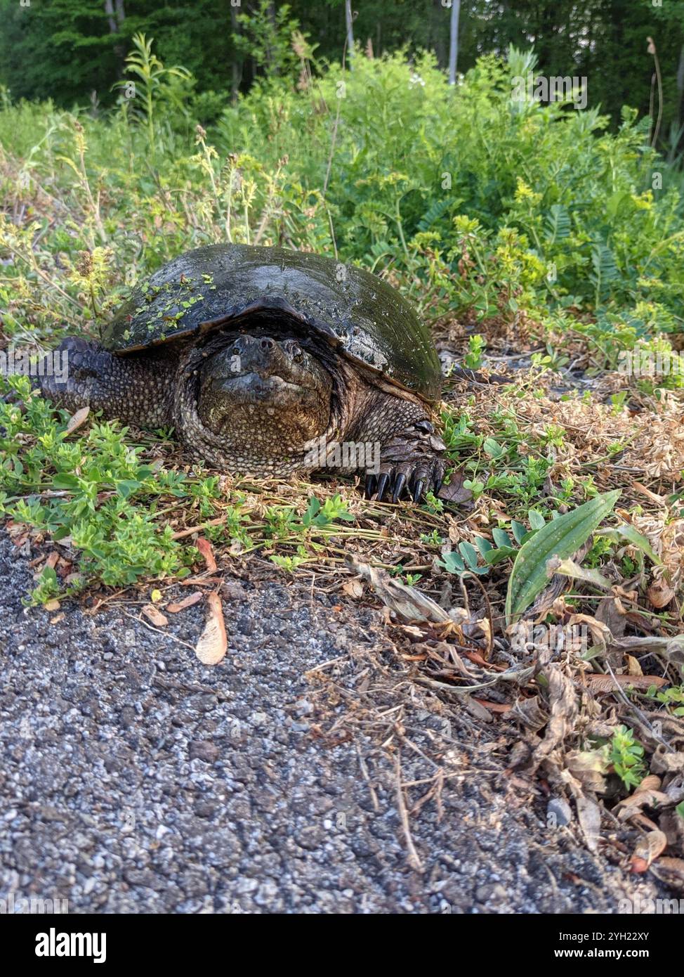 Common Snapping Turtle (Chelydra serpentina Stock Photo - Alamy