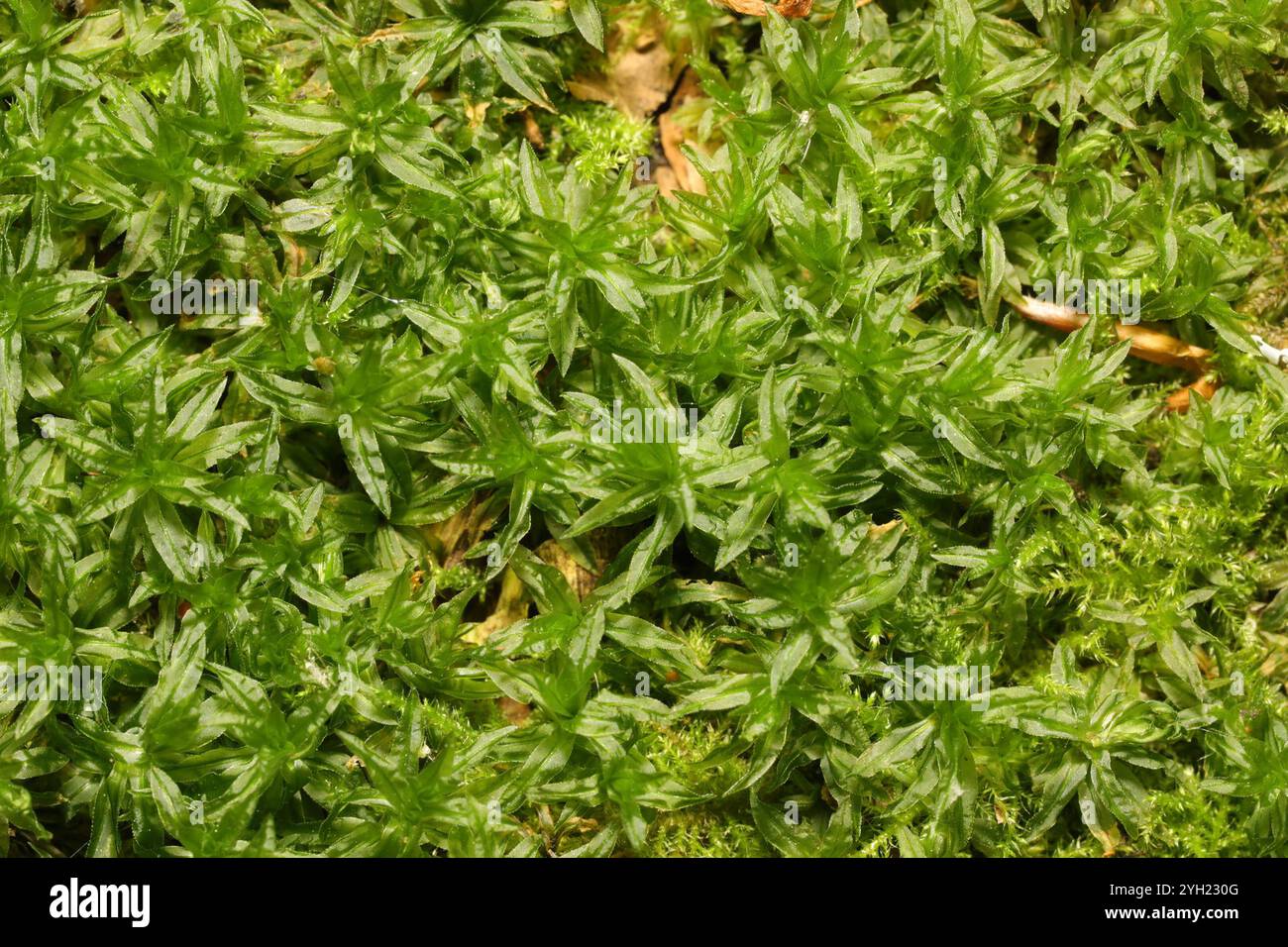 Catherine's moss (Atrichum undulatum Stock Photo - Alamy