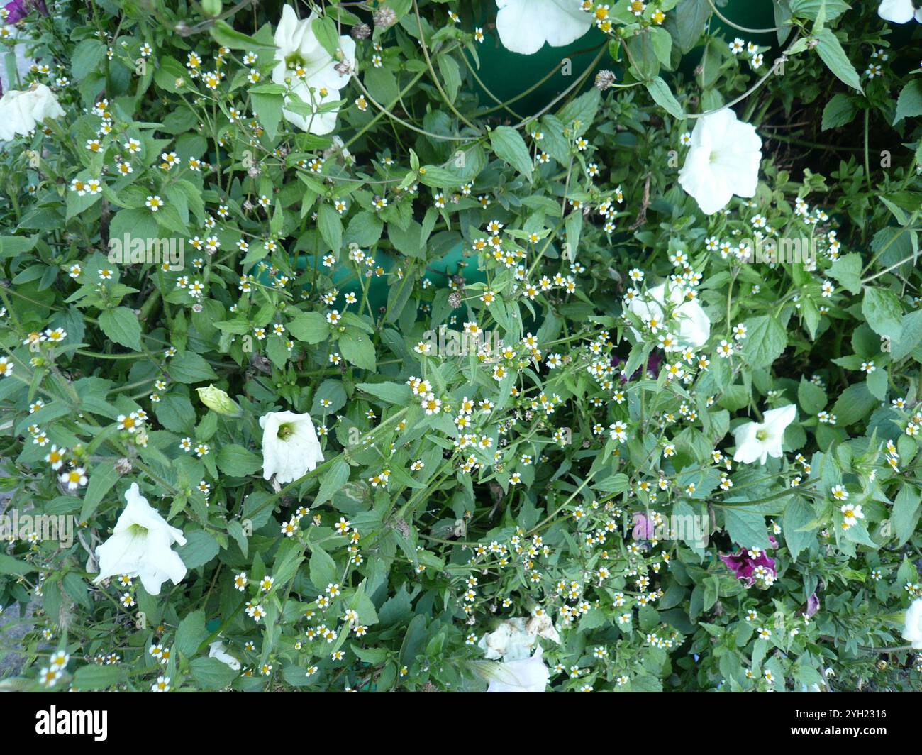 shaggy soldier (Galinsoga quadriradiata Stock Photo - Alamy