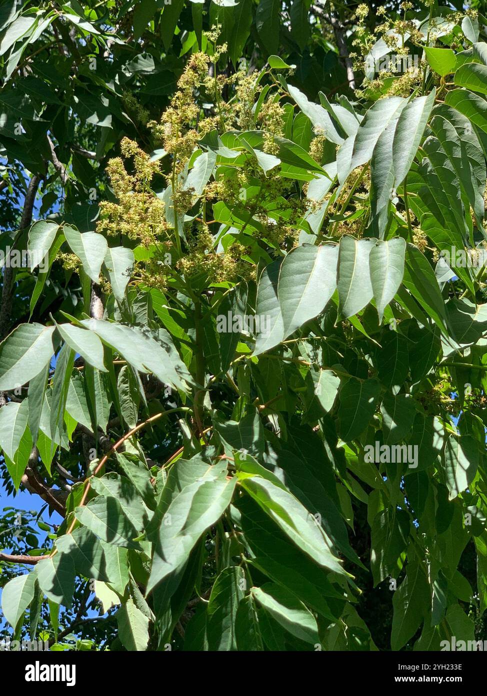 tree-of-heaven (Ailanthus altissima Stock Photo - Alamy