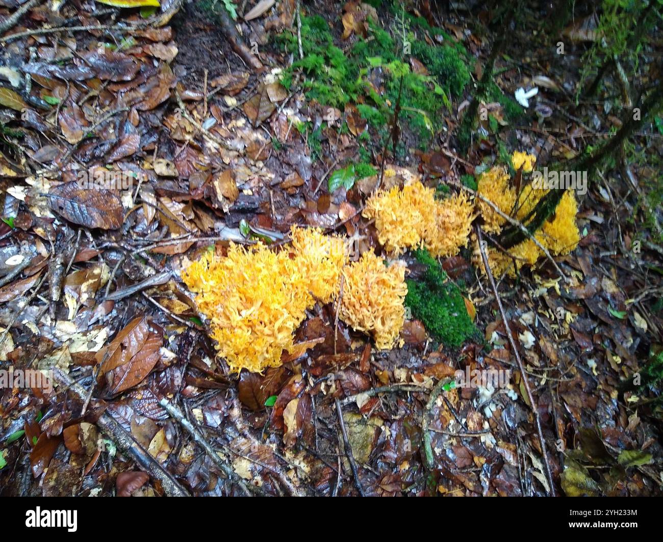 antler and spindle fungi (Clavariaceae Stock Photo - Alamy